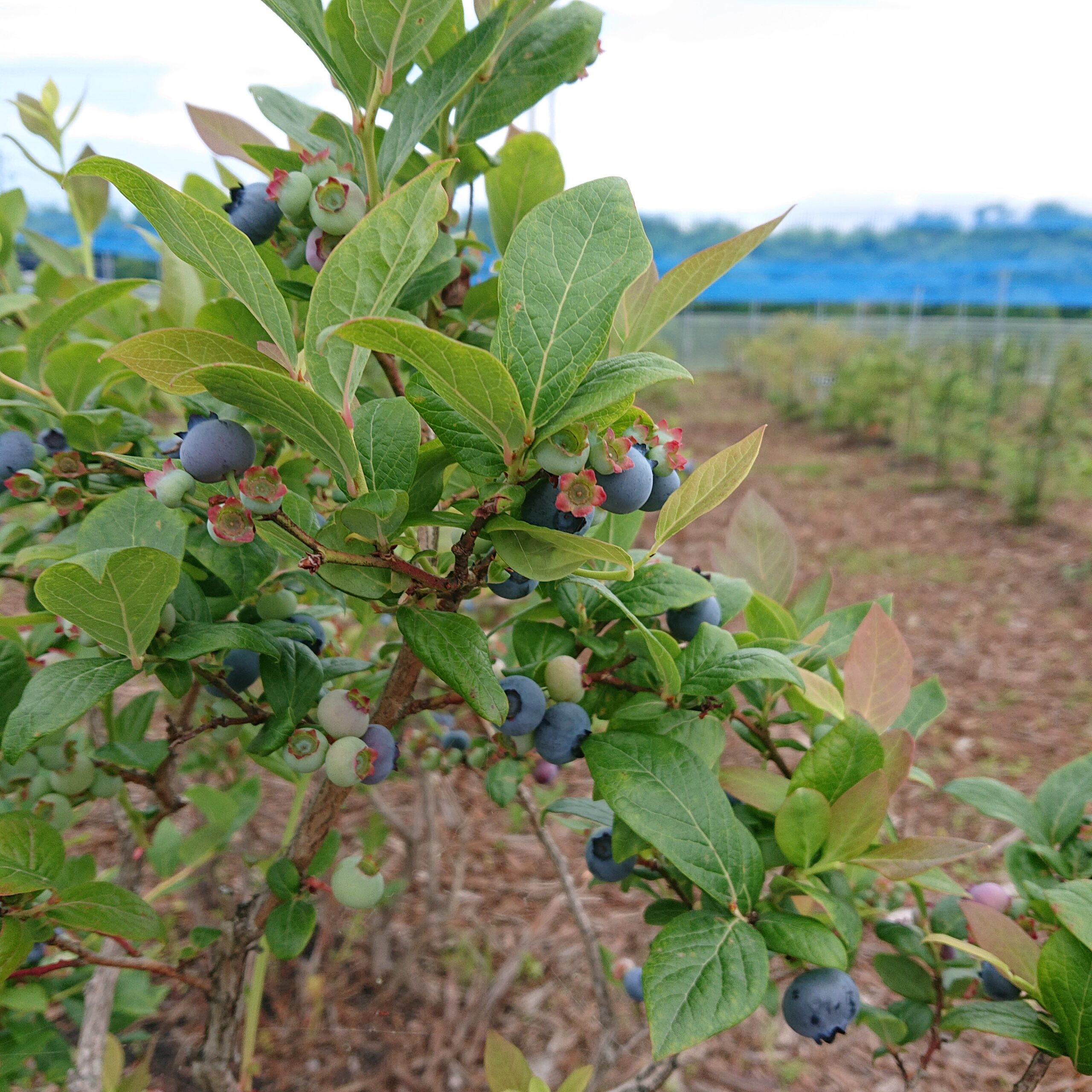 【お知らせ】ブルーベリー狩り | だいわフルーツパーク